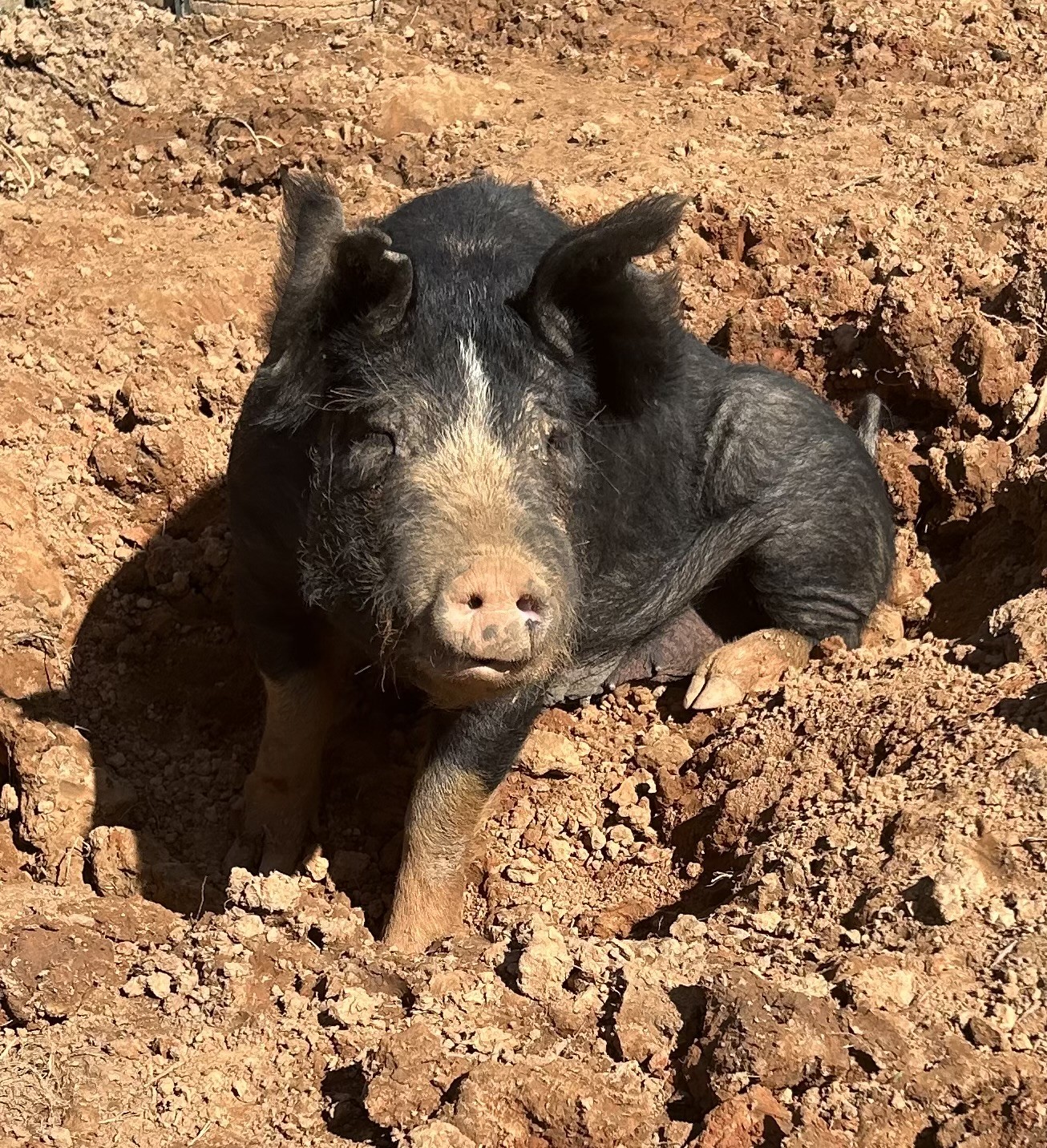Hickory Faith Farm - Berkshire Pig Farm