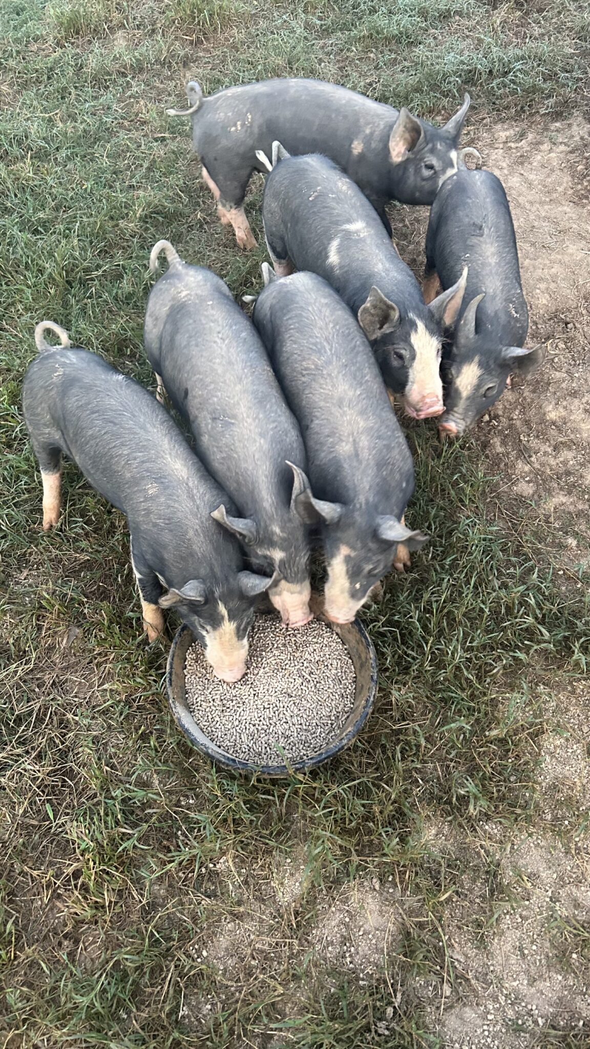 Hickory Faith Farm - Berkshire Pig Farm