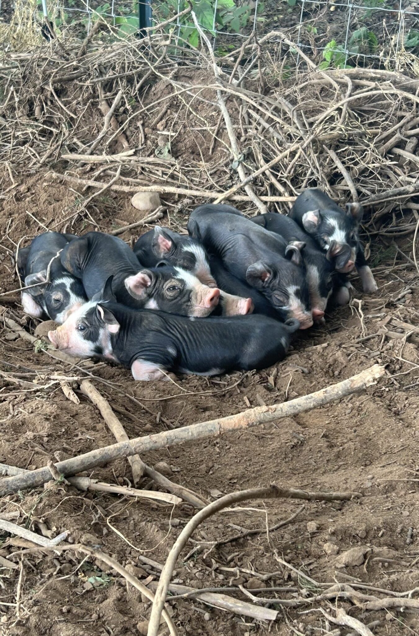 Hickory Faith Farm - Berkshire Pig Farm