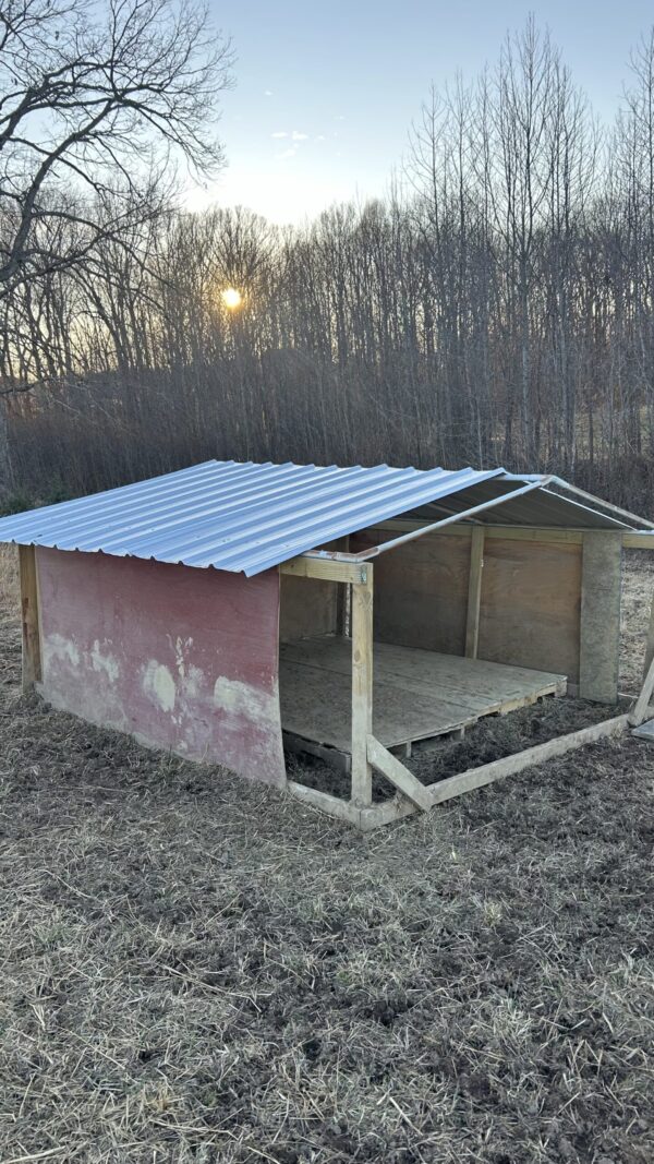 Beginners Guide to Raising Berkshire Pigs