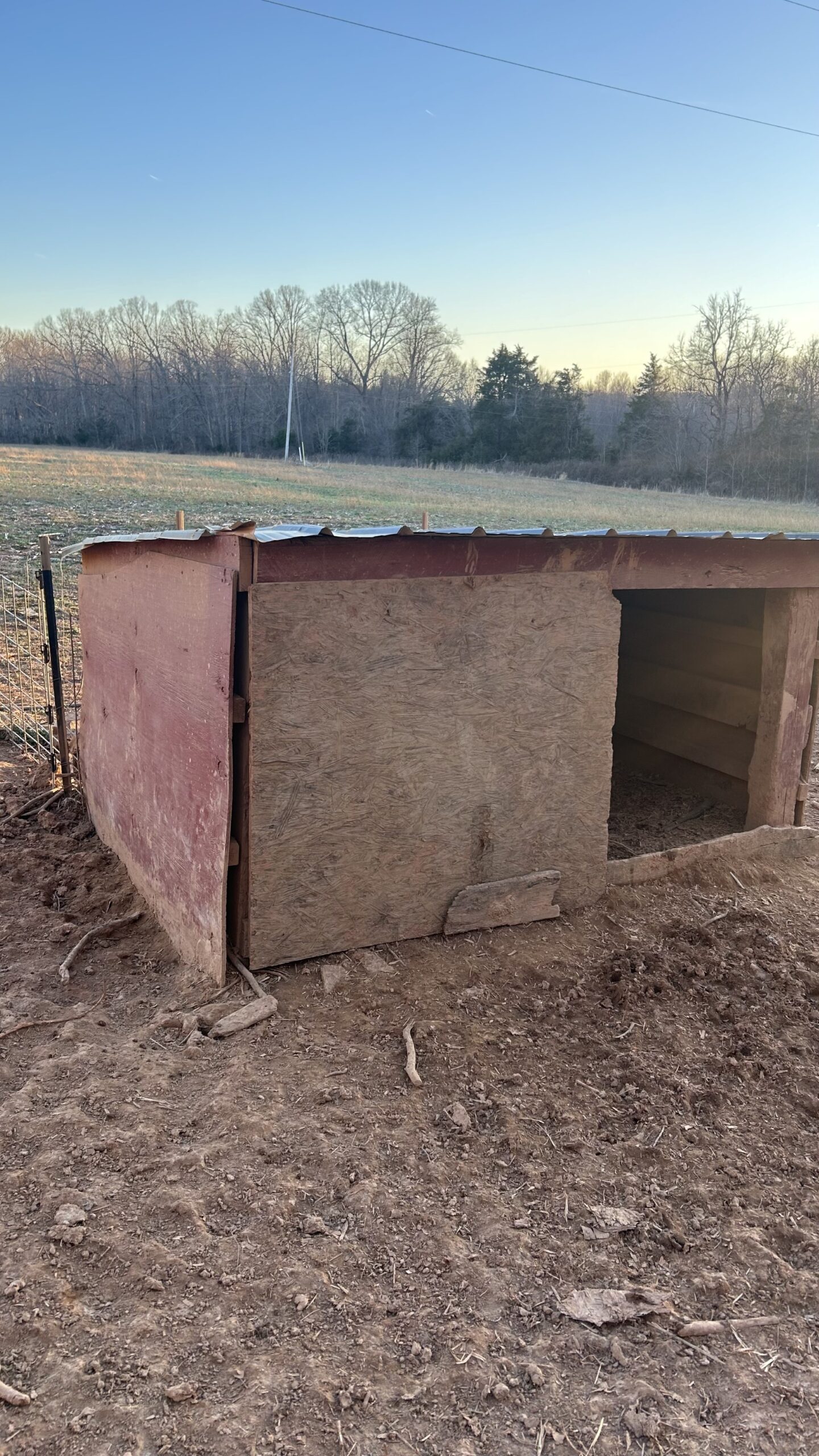 Beginners Guide to Raising Berkshire Pigs